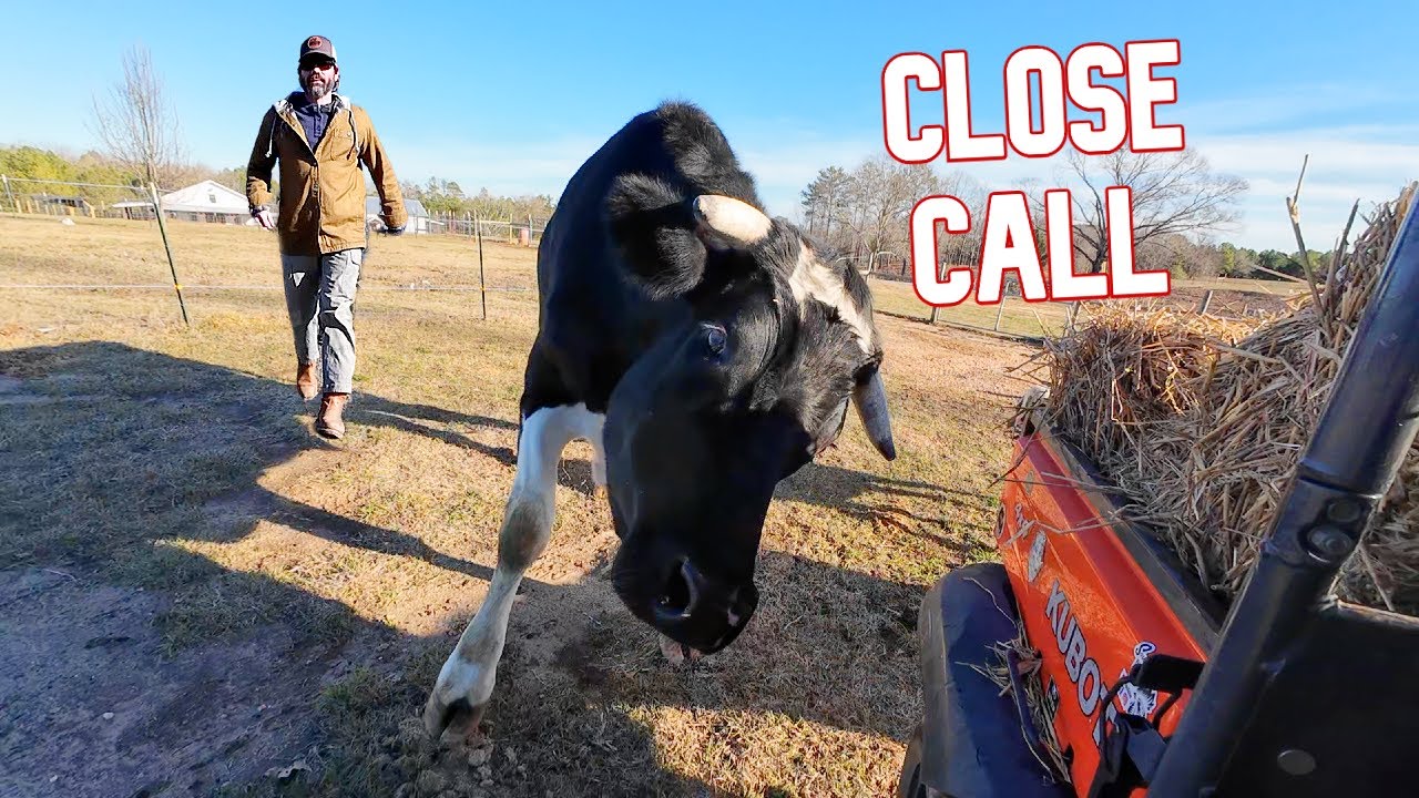 What Happens When A 2,000 lb Steer Acts Playfully! - YouTube