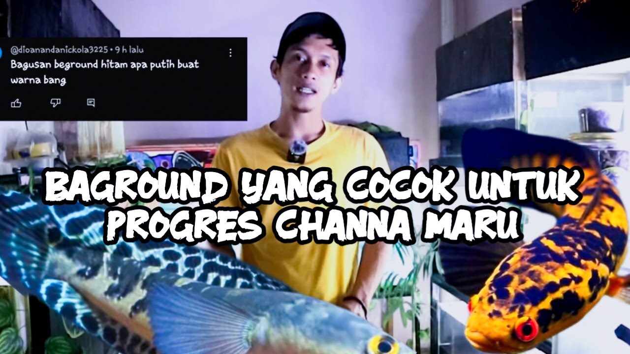 BAGROUND MENENTUKAN KEBERHASILAN TREATMEN DAN KEINDAHAN DISPLAY IKAN ...