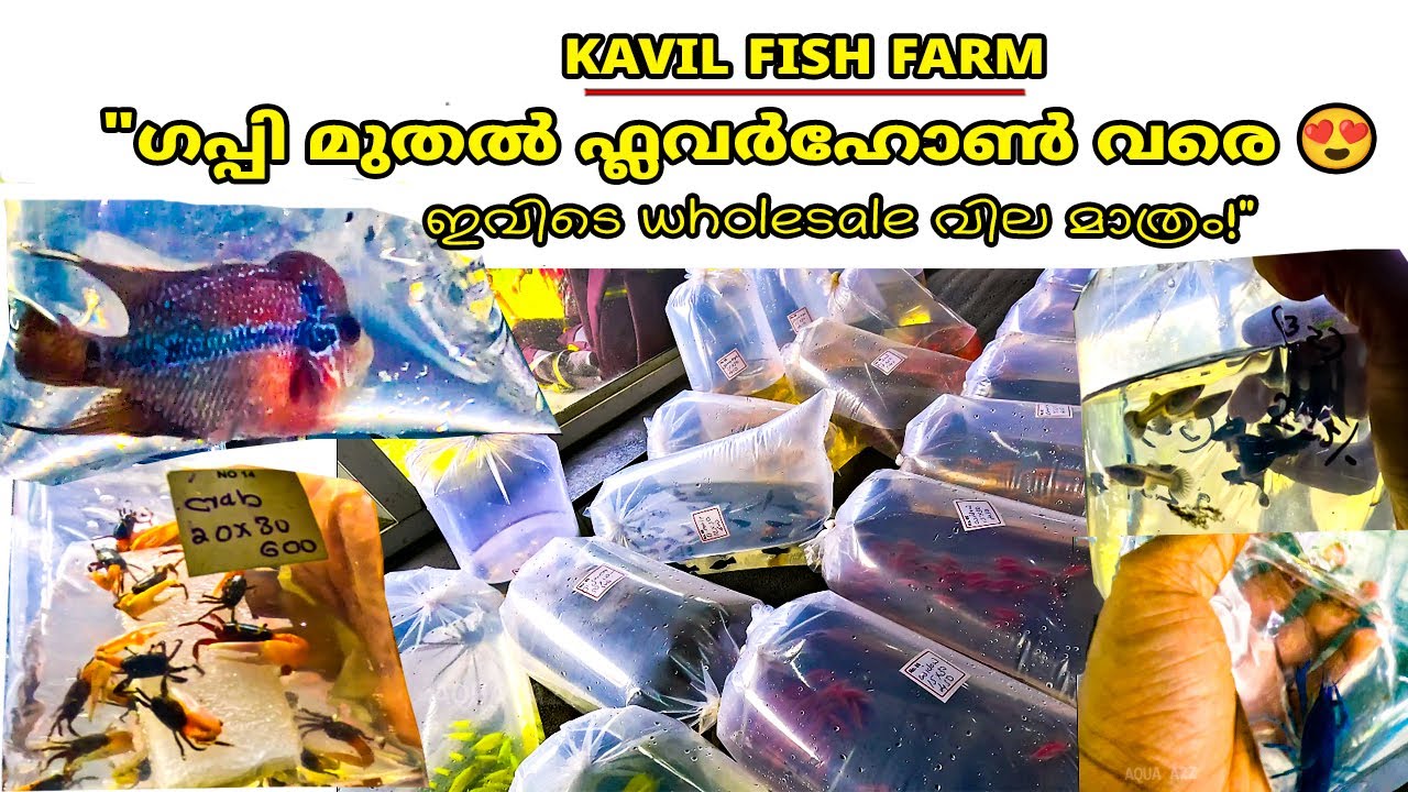 "Guppy, Platy, Flowerhorn, Shrimp എല്ലാം ഇവിടെ 😍 | Wholesale വിലയി ...