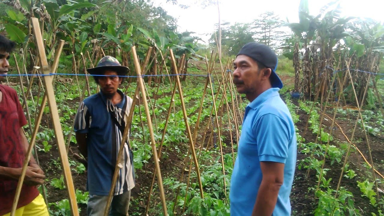 Memasang ajir tomat oleh Abah Rahmat Adinata Sumba LiMa Organik - YouTube