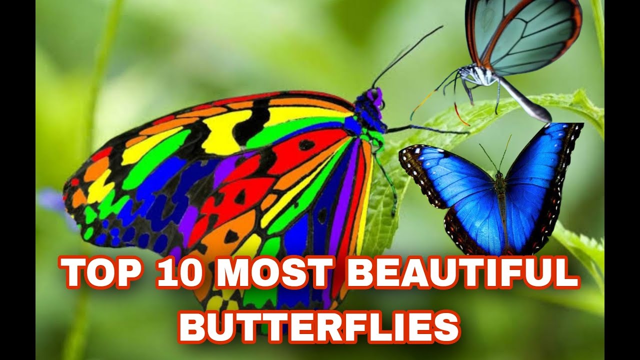 Butterfly | Top 10 Most Beautiful Butterflies in the World | Mh Agha ...