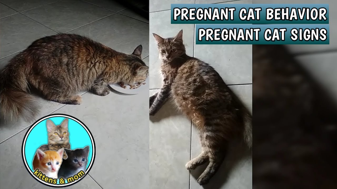 Pregnant Cat Behavior Before Birth, Cute Belly - YouTube