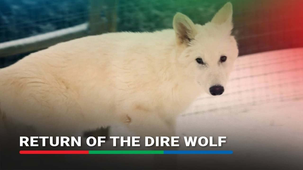 Researchers claim to have revived long-extinct dire wolf species ...
