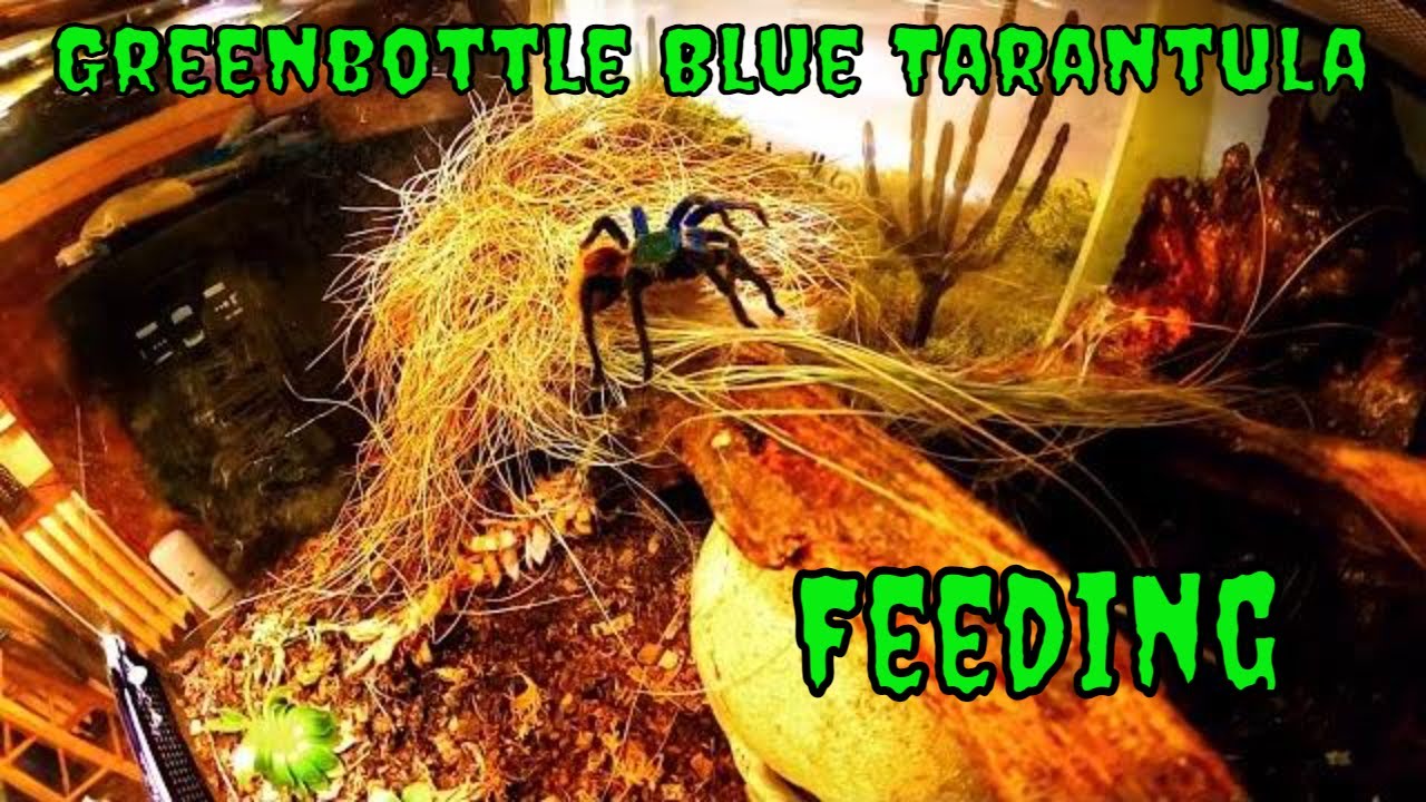Greenbottle Blue Tarantula Eating In Its Natural Enclosure ...