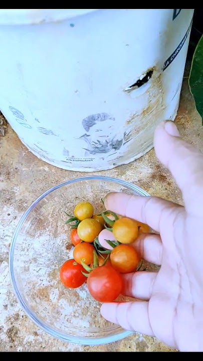 Panen tomat Cherry, cepat sekali berbuah lebat#tomatcherry #tomato #berbuah #berbuahlebat#panen ...