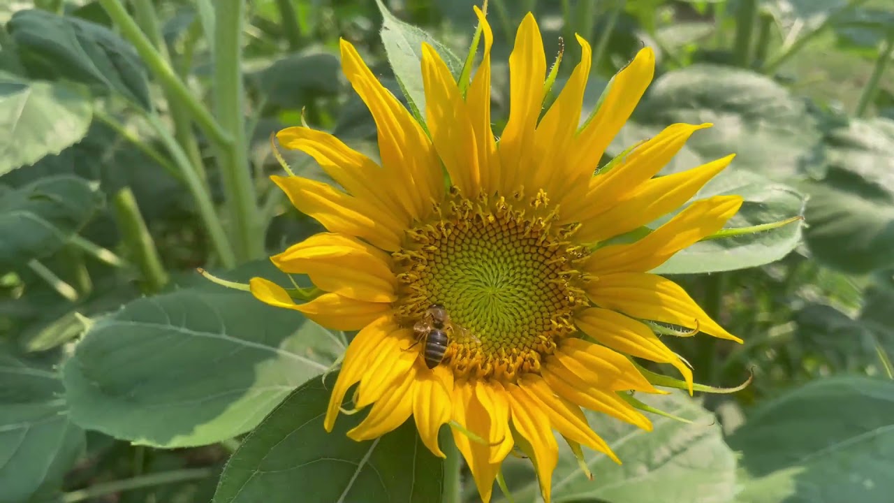 Honey bees on Mammoth Sunflower(Helianthus annus) - YouTube