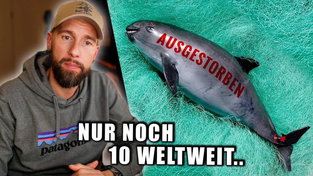 Das seltenste Tier der Erde existiert bald nicht mehr - Nur noch 10 ...