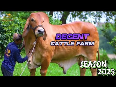 DECENT CATTLE FARM KA ️ RED CHAMPION ️ | DECENT CATTLE FARM SEASON 2025 ...