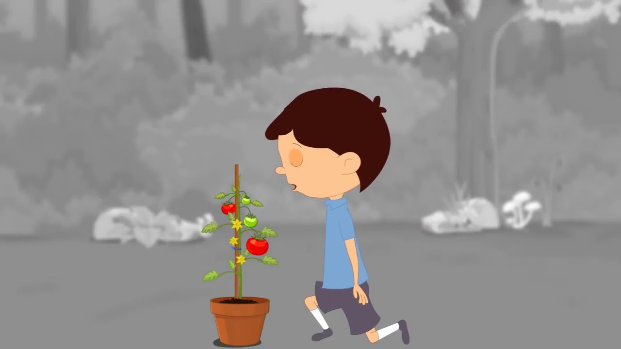 Parts of a Plant @aumsum @kids @science @education @children HD - YouTube