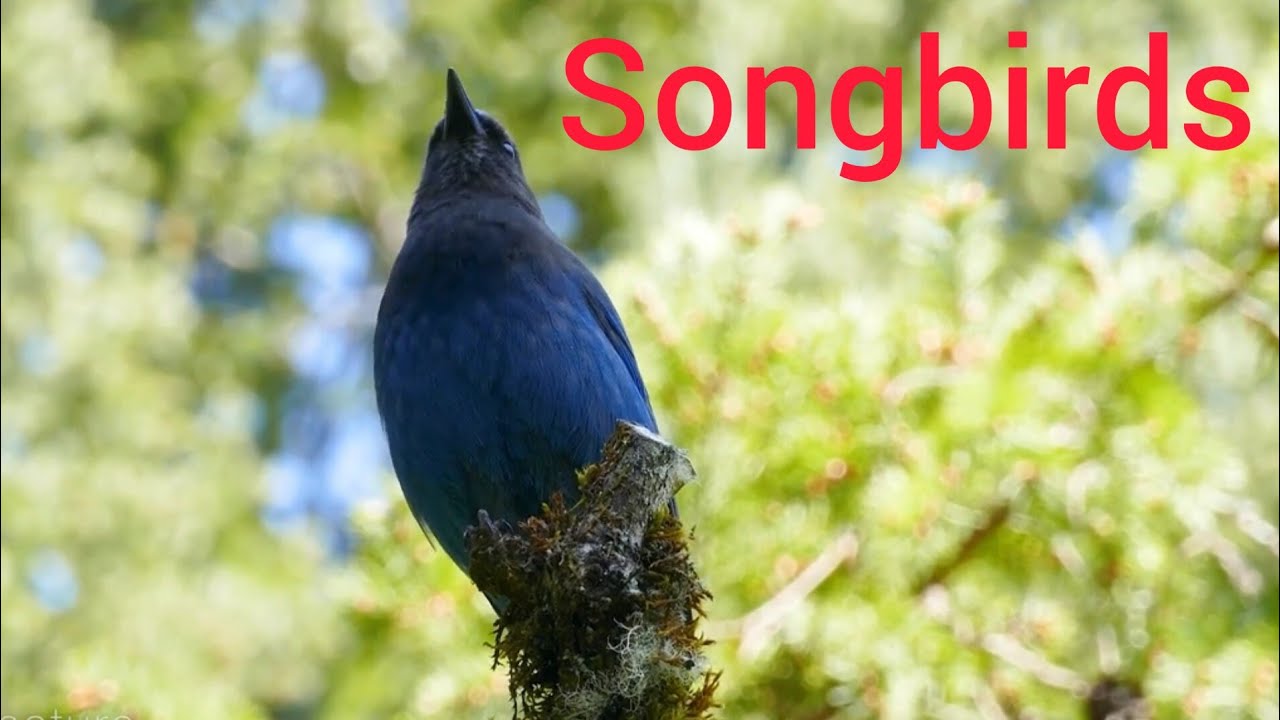 Spring songbirds beautiful Bird scenes and songs for relaxing - YouTube