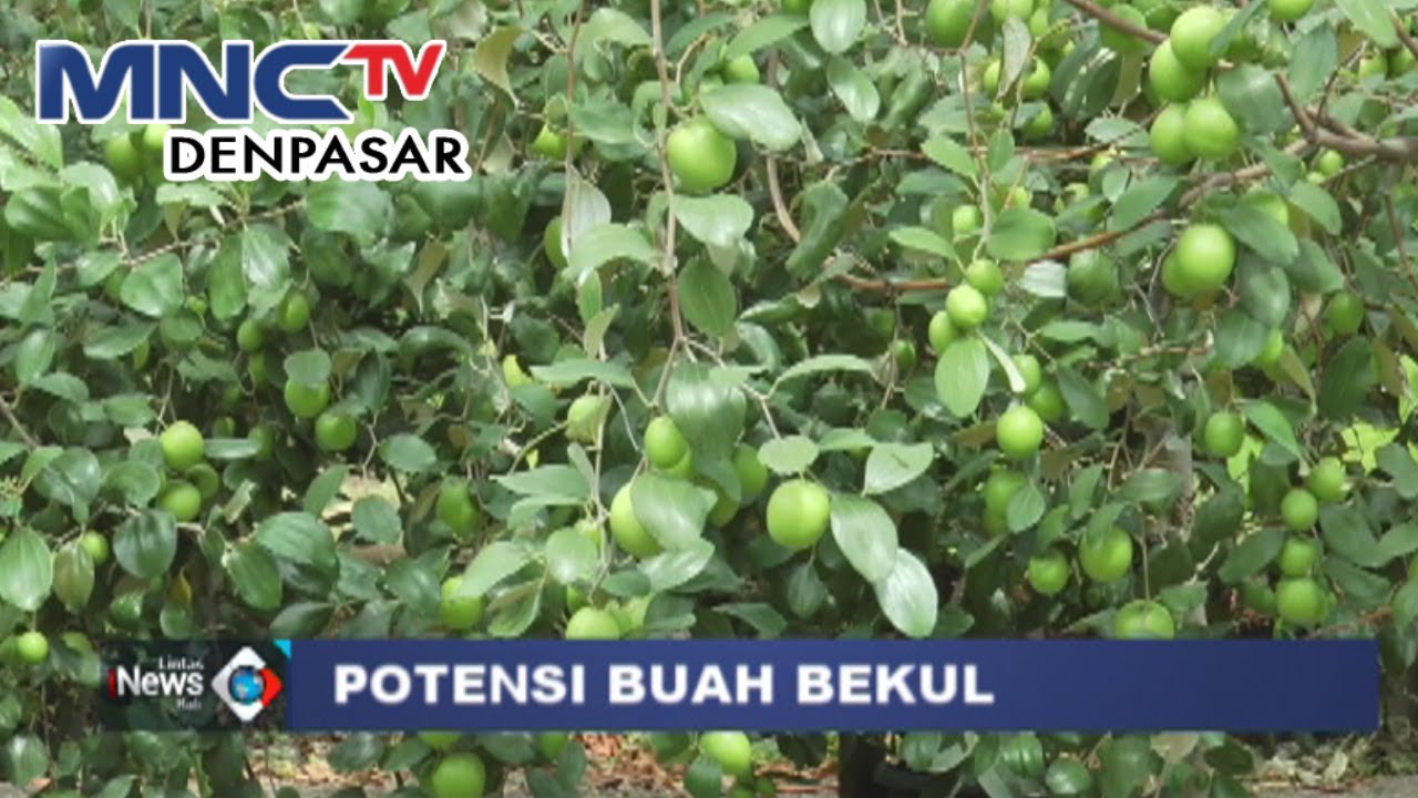Manisnya Keuntungan Budidaya Buah Bekul - YouTube