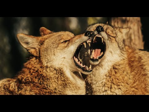1 Hour of Snarl Sound Sounds - YouTube