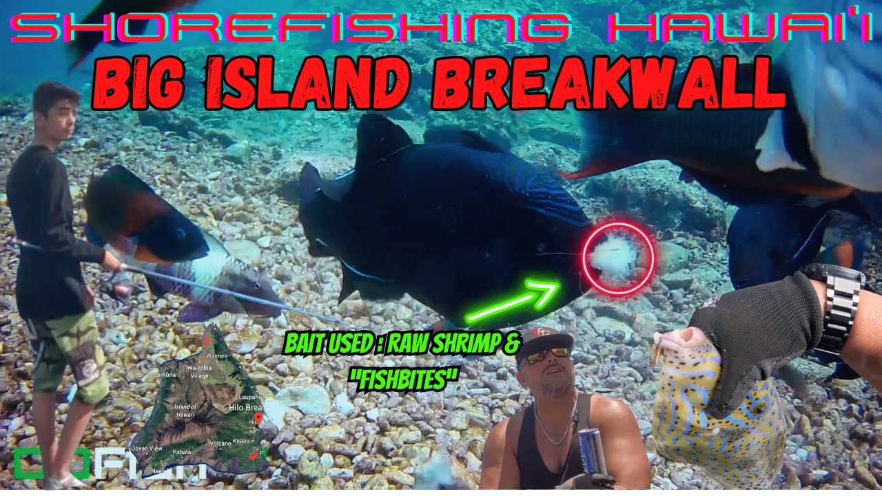 SHOREFISHING HAWAI'I: HILO BREAKWALL ️🎣😮 #fishing #fishinghawaii #fishingtechniques - YouTube