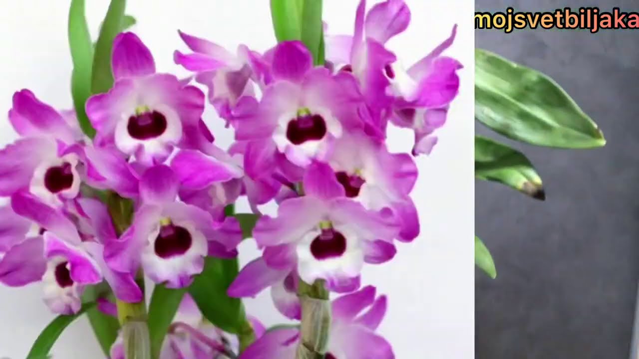 Da li se Vaša ORHIDEJA DENDROBIUM nobile sprema za cvetanje?Očekujem ...