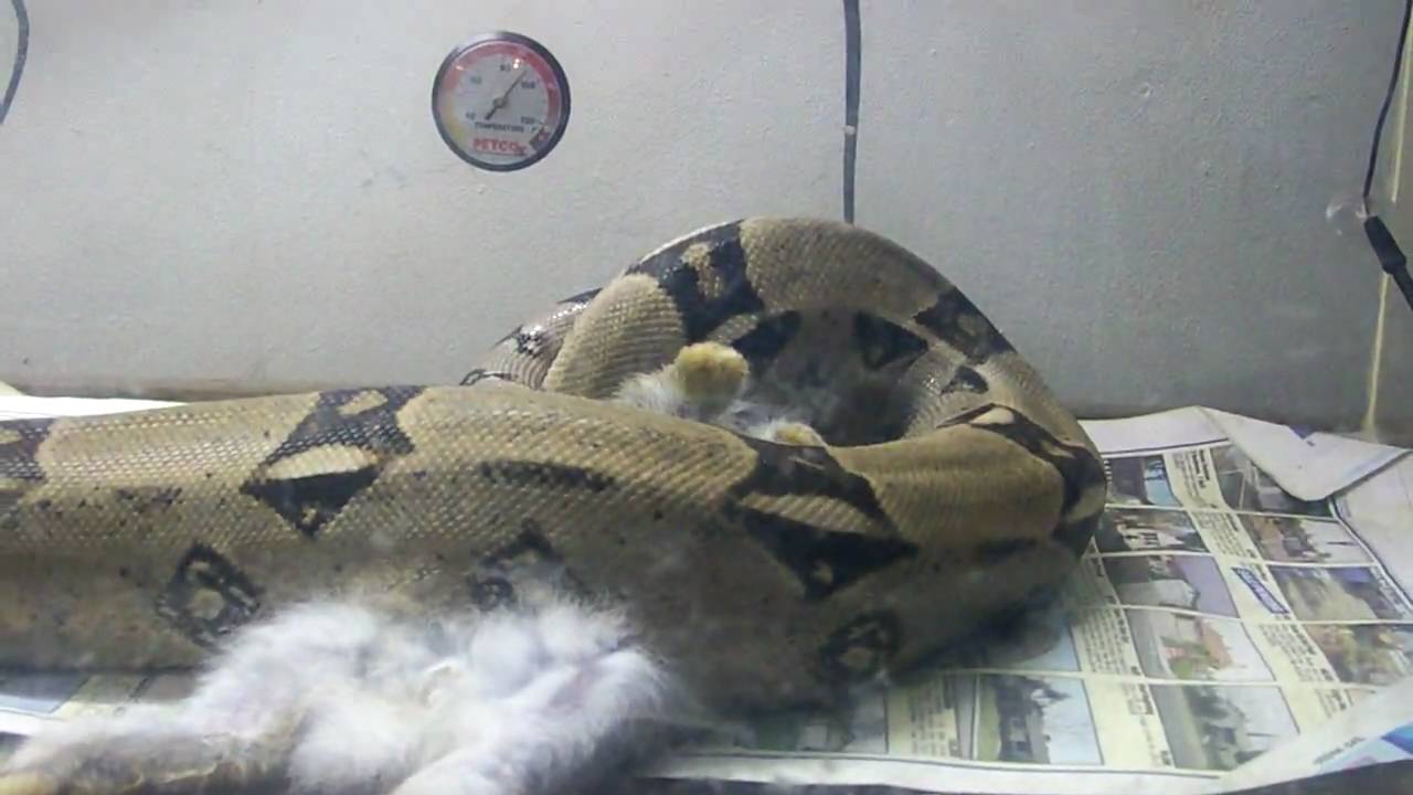 boa eating rabbit prt.2 of 3 - YouTube