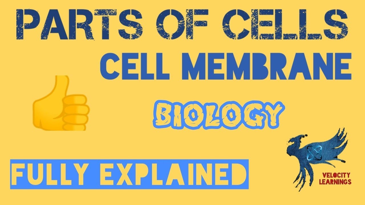 (2) Parts of cell - CELL MEMBRANE || CLASS IX || BIOLOGY || VELOCITY ...