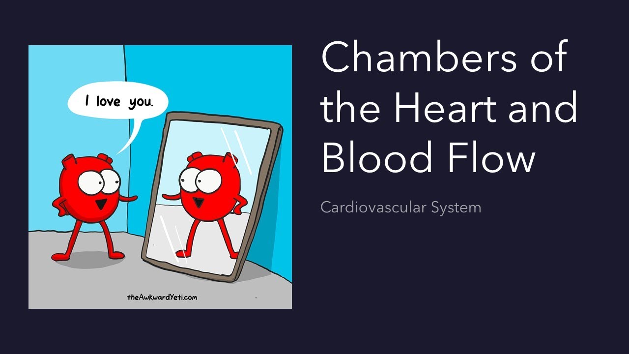 Chambers of the Heart and Blood Flow - YouTube