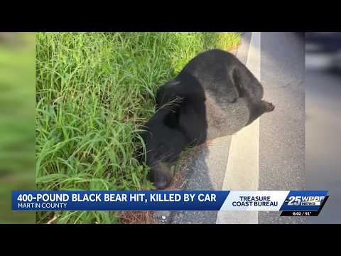 'We don't see a lot of bears': 400-pound black bear killed in Martin County traffic accident