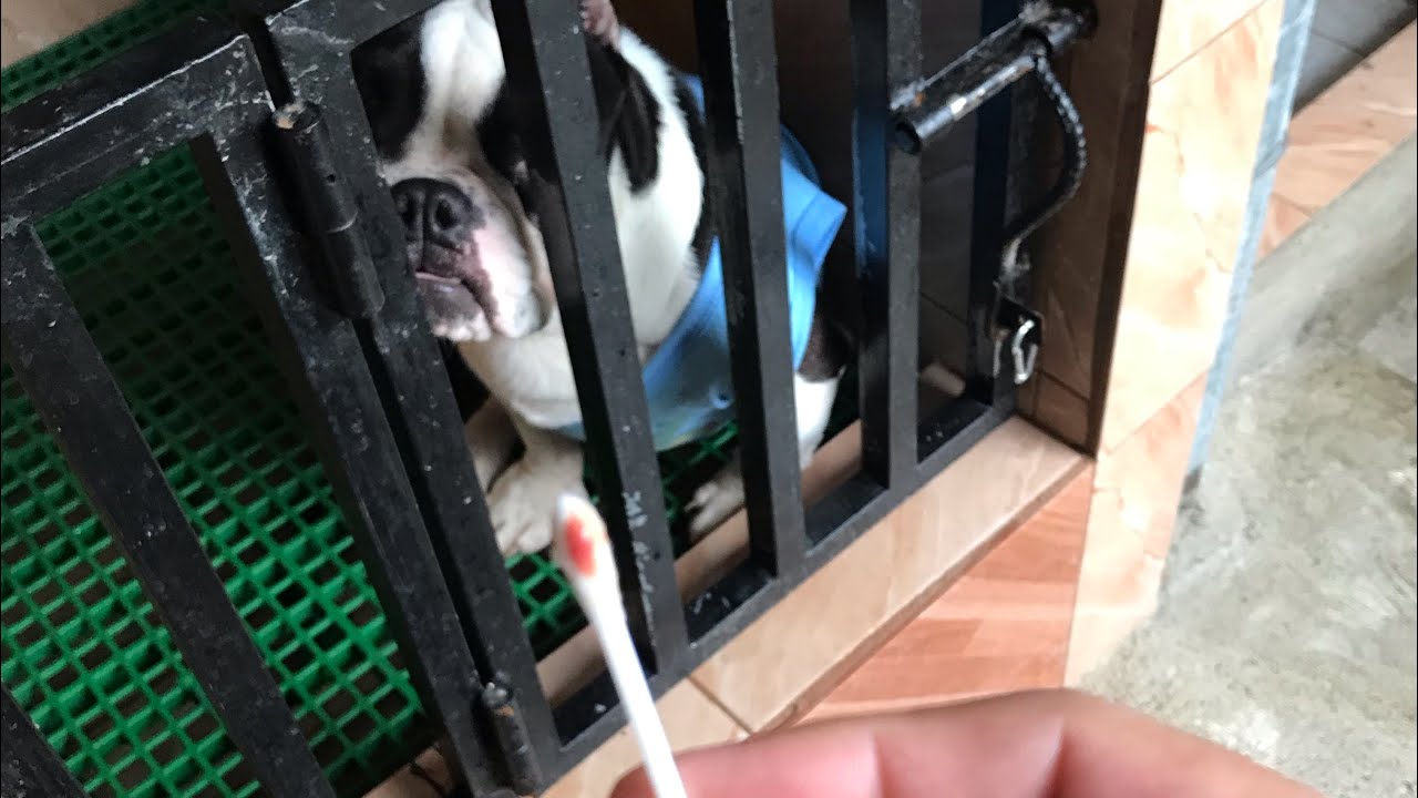 AMERICAN BULLY FIRST DAY HEAT - YouTube