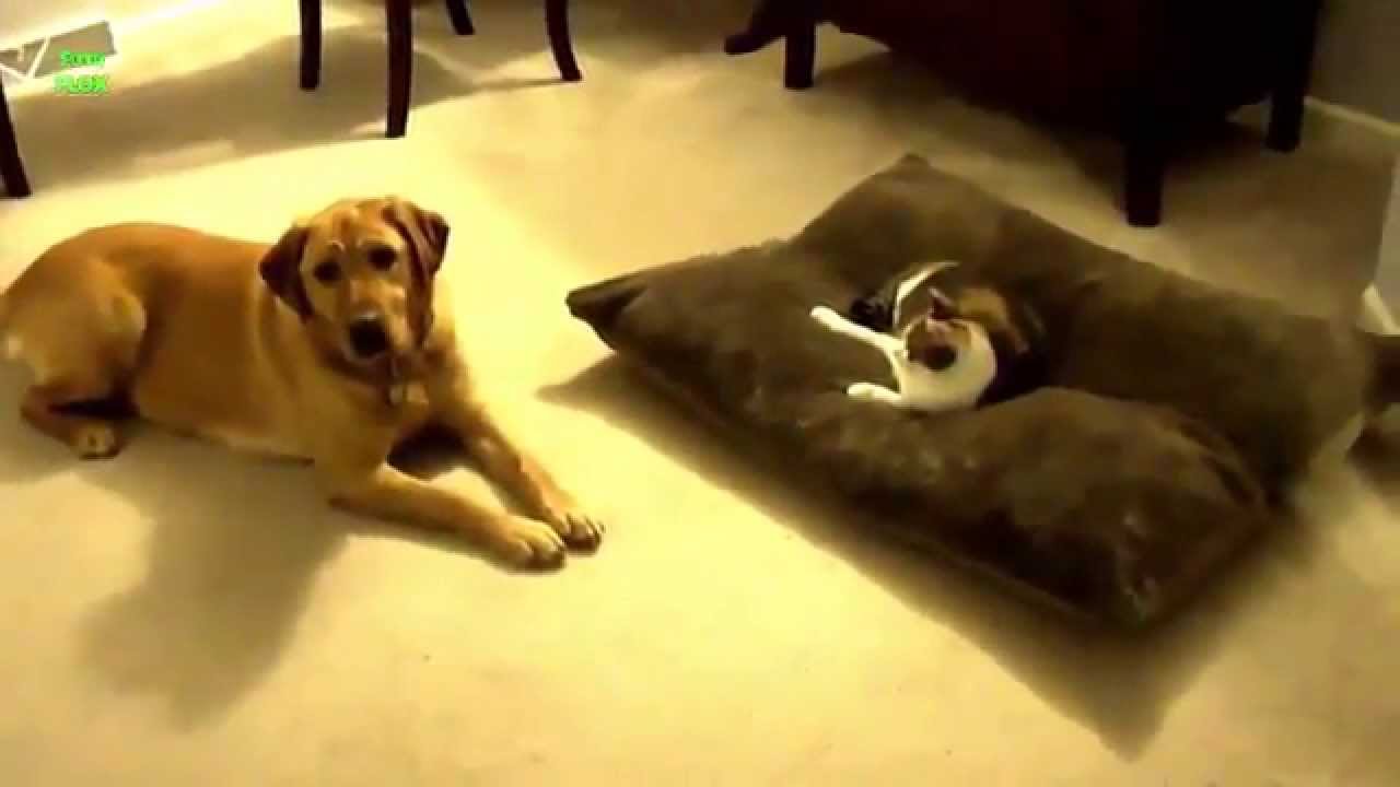 Recopilación Gatos Robando Camas de Perros - YouTube