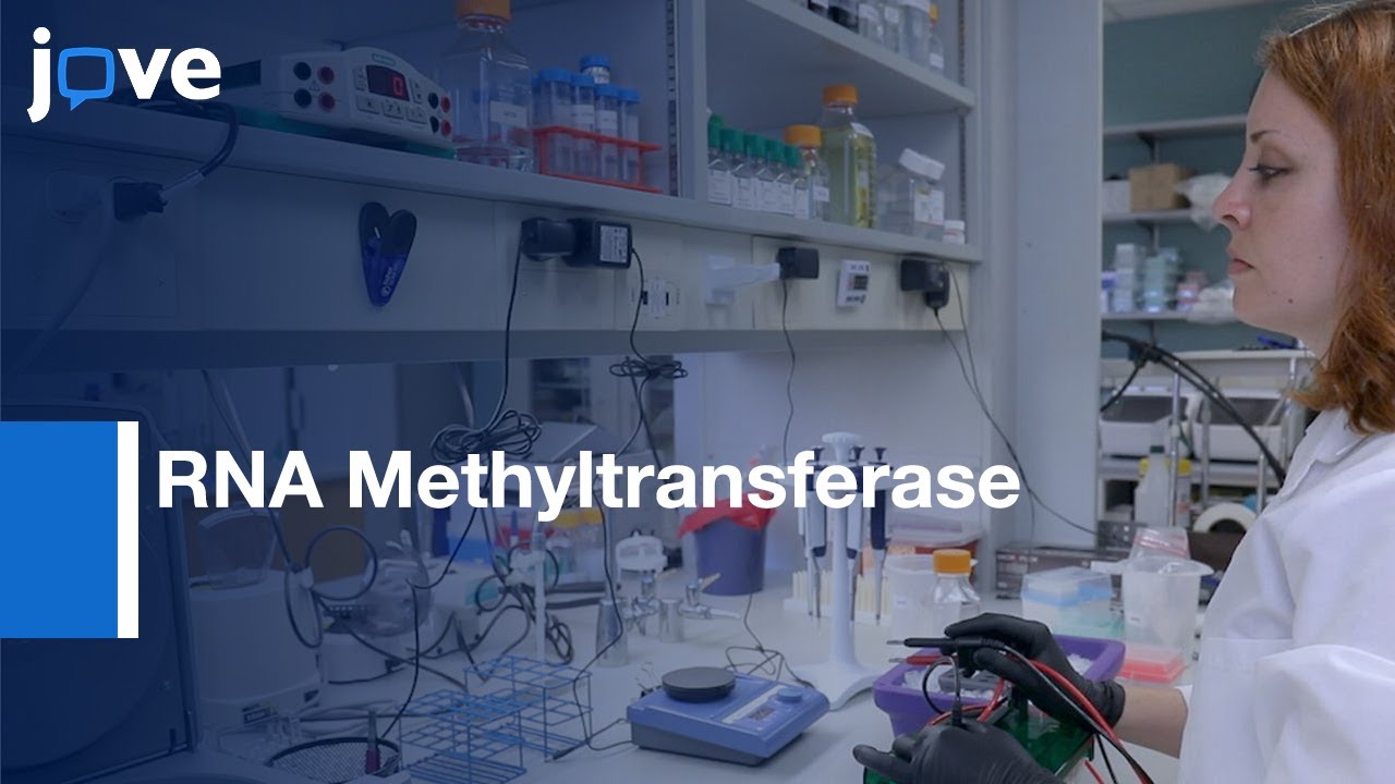 RNA Methyltransferase Activity Analysis by Antibody-Free Assay ...
