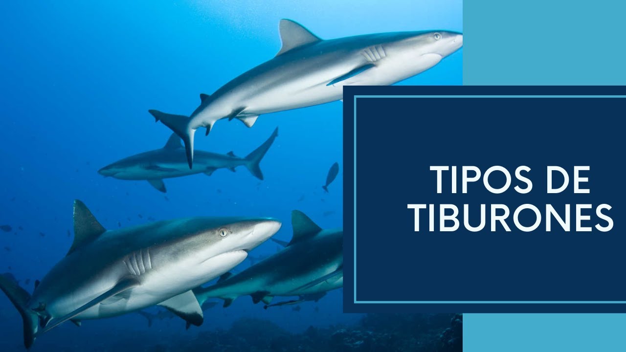 Todos Los Tipos De TIBURONES - YouTube