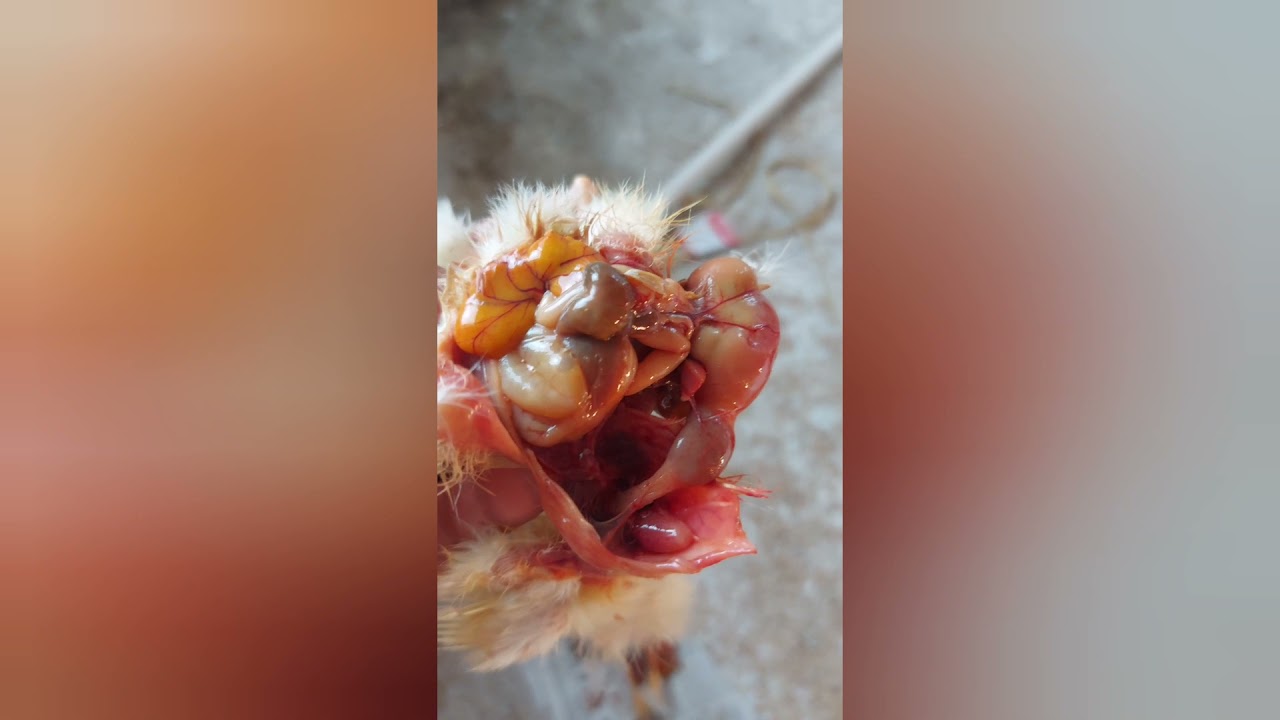 ##day 4 ## yolk sac infection in chicks - YouTube