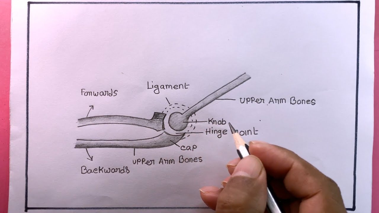 How To Draw Hinge Joint Step By Step/Drawing Hinge Joint - YouTube