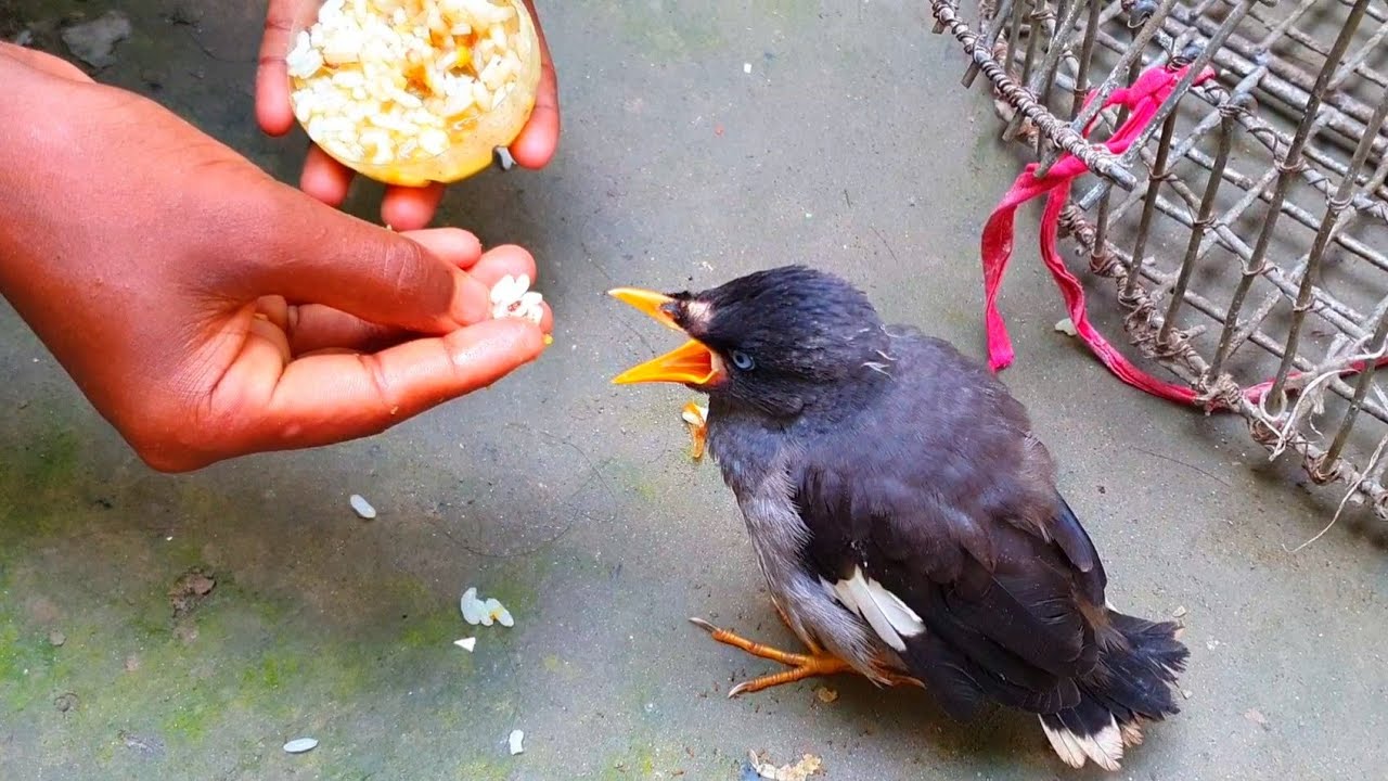 শিকারী শালিক পাখির বাচ্ছা | How To Hand Feed Baby Shalik Bird - YouTube
