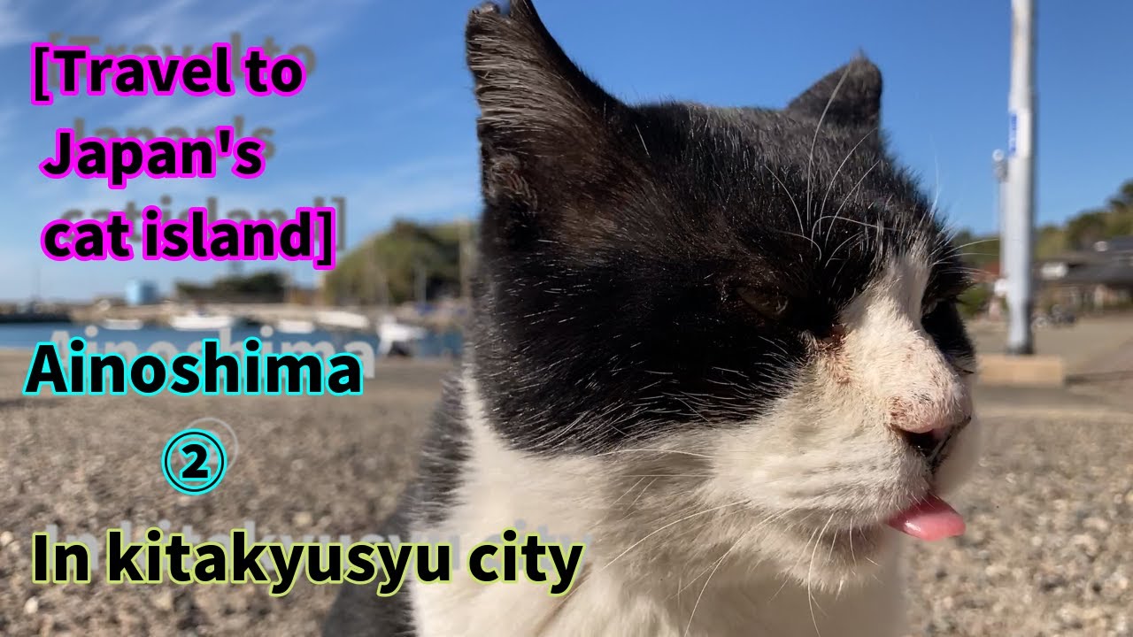 [Travel to Japan's cat island] Ainoshima ②,in Kitakyushu city, Fukuoka ...