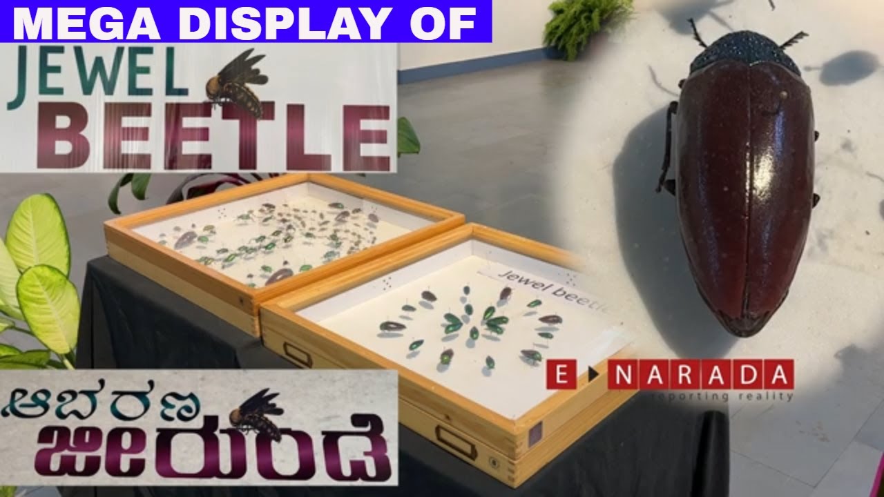 Display of Real insects | Jeerunde or Beetle Exhibition - YouTube