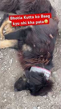 Bhotia Kutta vs Baagh #ytshorts #shortsvideo #facts - YouTube