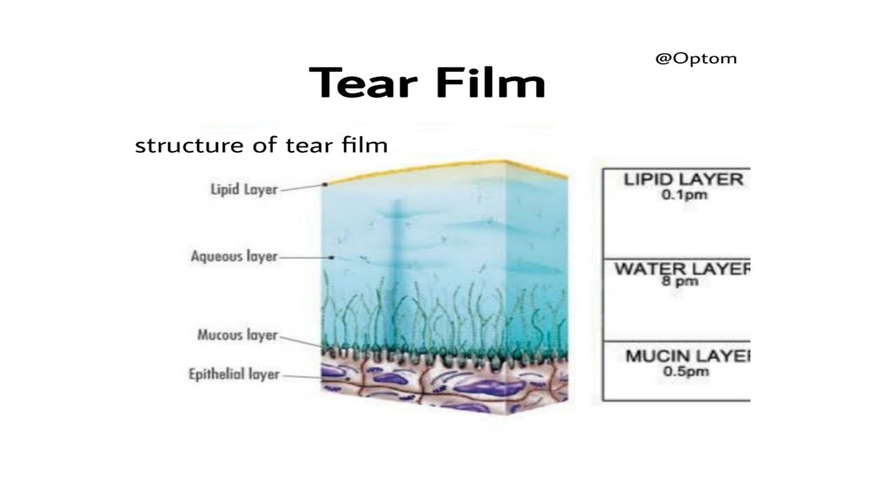 Anatomy of tear film - YouTube