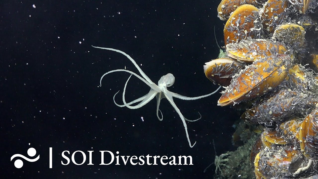Experiment 1 Collection | SOI Divestream 552 - YouTube