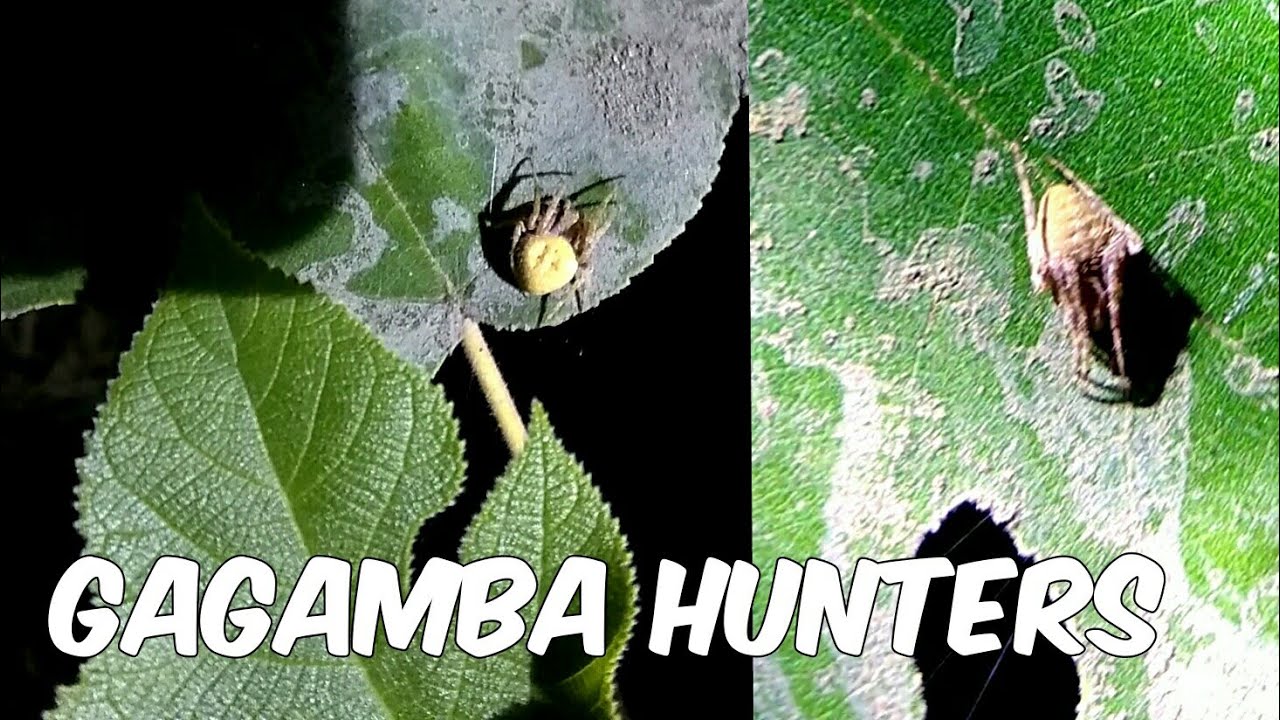 Gagamba Hunting in Night Time :) | First Vlog | Hunting - YouTube