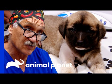 Why Is This Cute Dog's Leg Swollen? | Dr. Jeff: Rocky Mountain Vet