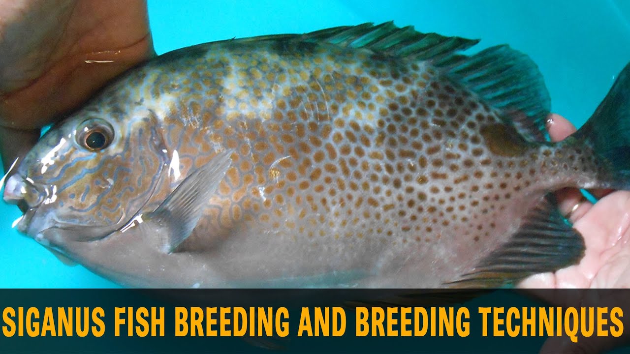 Siganus fish breeding and breeding techniques - YouTube