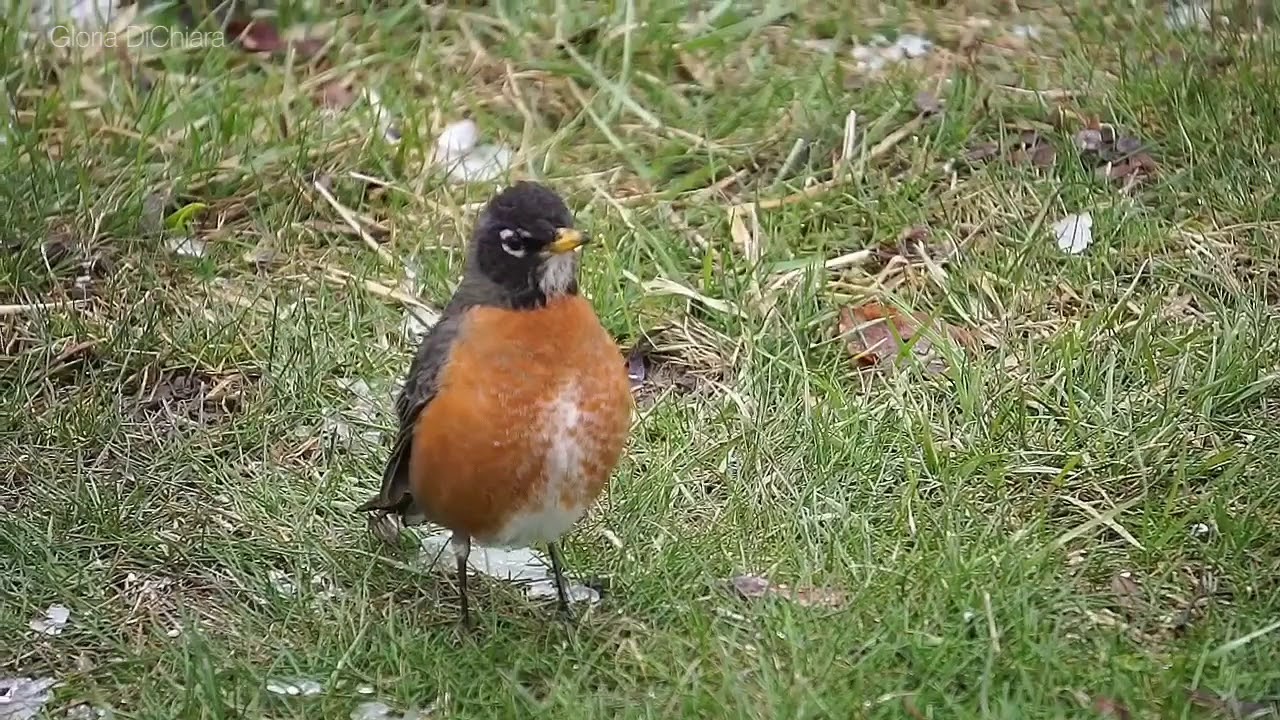 American Robin Courtship Display - YouTube