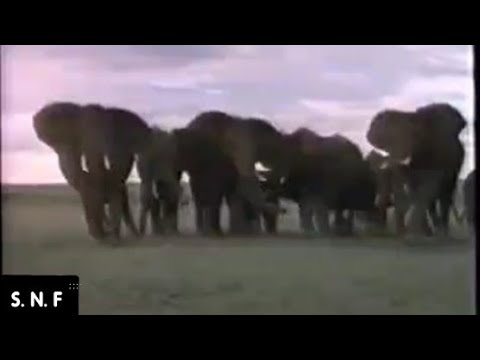 PTV Park Spot: Animal Talk - Elephants (1997) Full Version (HQ)
