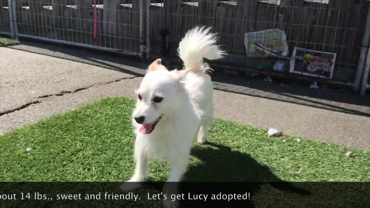 Lucy for Adoption at Ruff House Rescue NY - YouTube