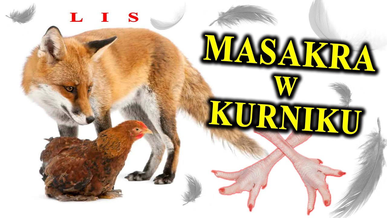 Zabija Więcej Niż Potrzebuje? - LIS - Chytry, Cwany, Przebiegły - YouTube