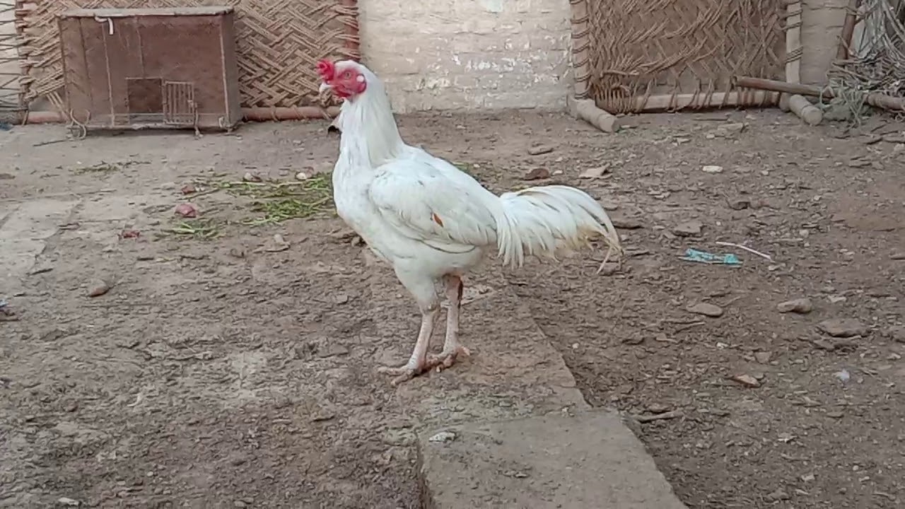 Aseel (Asil) New Pure White Heera Aseel - YouTube