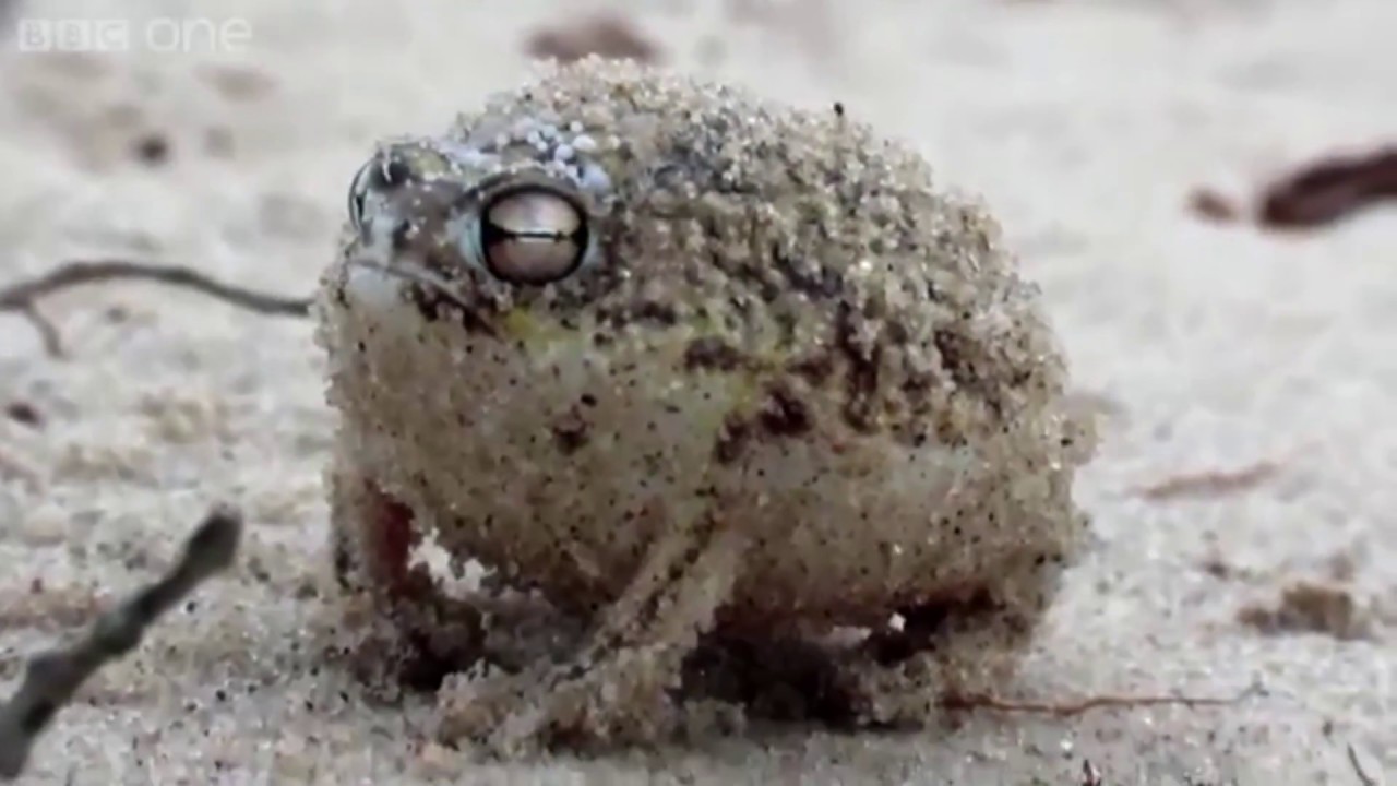 Big Shaq Is A Very Angry Frog - YouTube