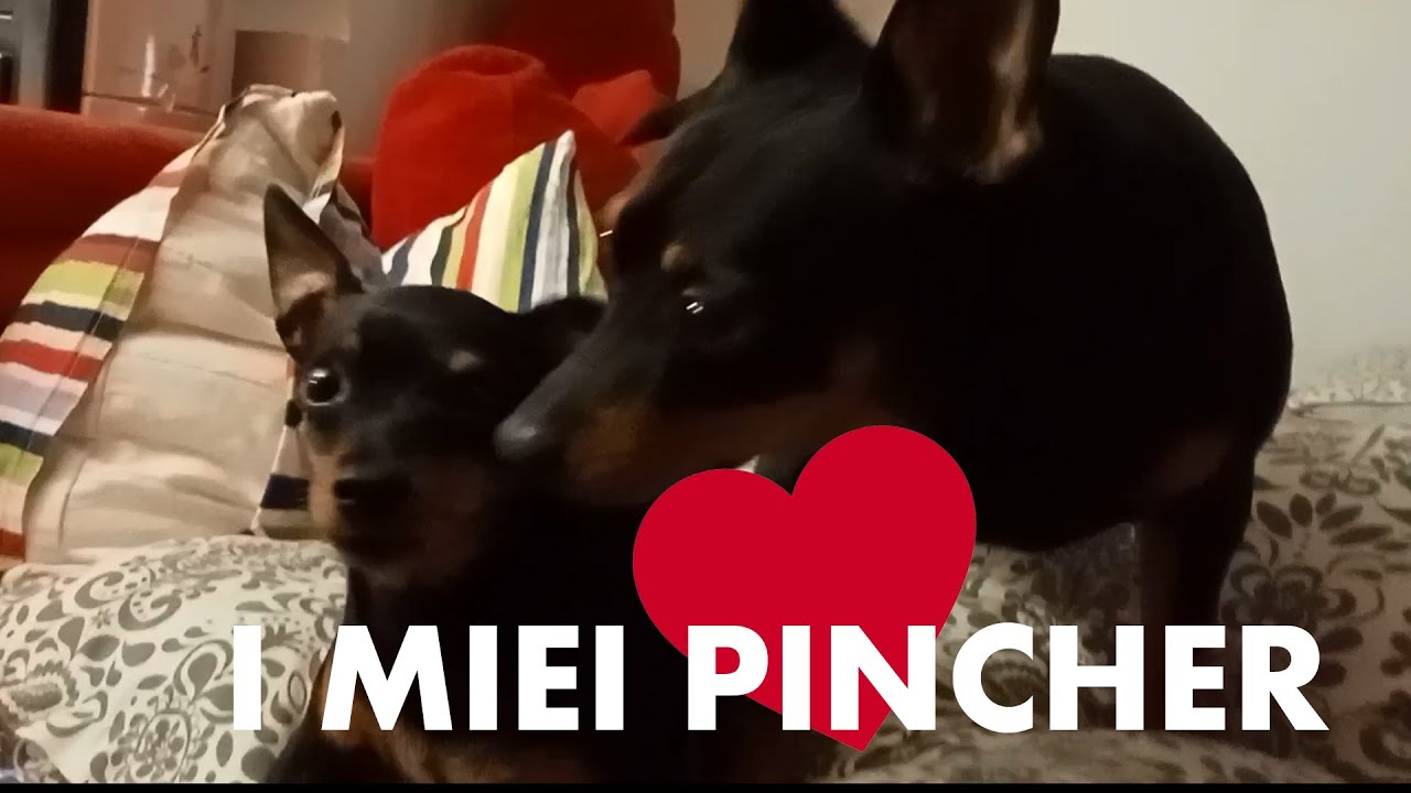 I MIEI PINCHER - I 3 pincher di Gabriel ! - Video per bambini dei miei ...