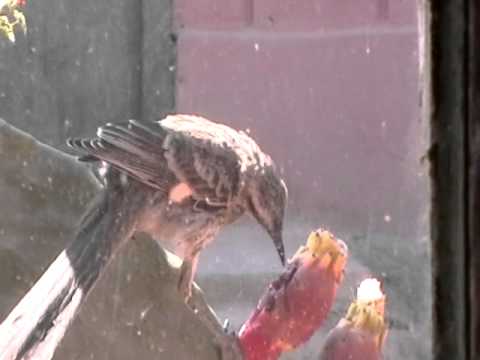 Aves del Perú: Calandria Cola Larga - YouTube