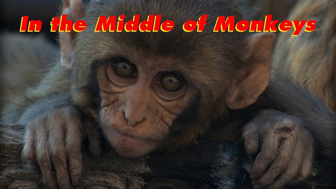 In the Middle of Monkeys - YouTube