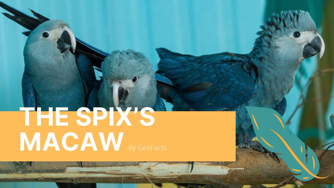 Cyanopsitta spixii | Spix’s Macaw | GeoFacts - YouTube