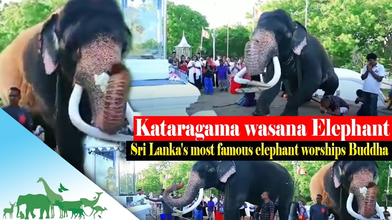 Kataragama wasana Elephant - Sri Lanka's most famous elephant worships ...