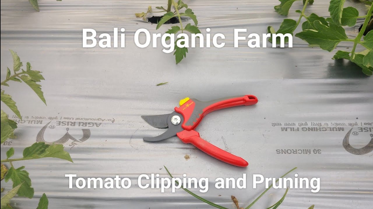 Agriculture Excellence: Kangaru Tape Tool Soler UV Insect Traps ...