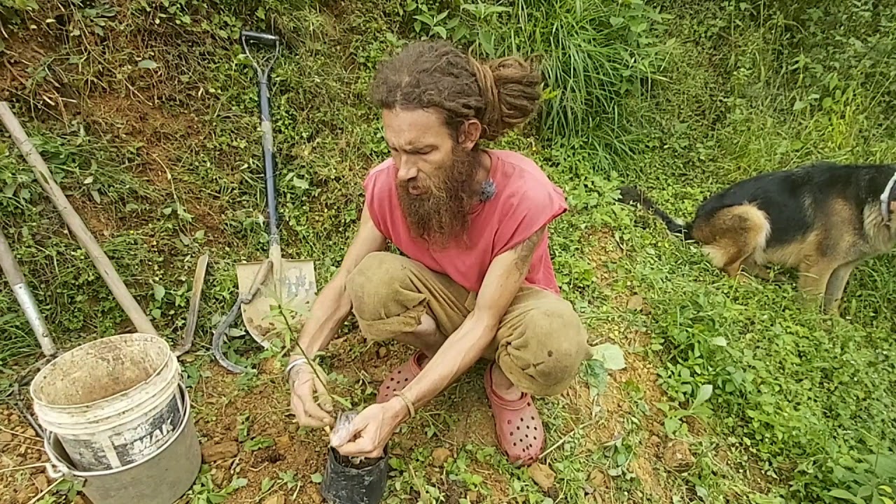 Lazy technique of tree planting - YouTube